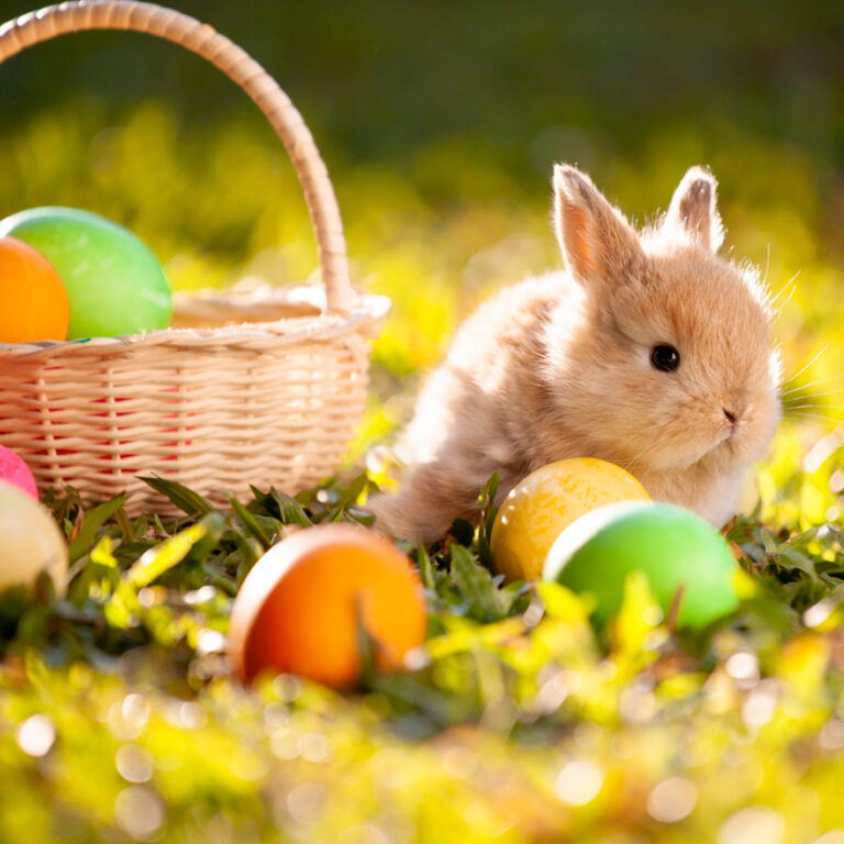 Wissenswertes über flinke Hasen und niedliche Kaninchen