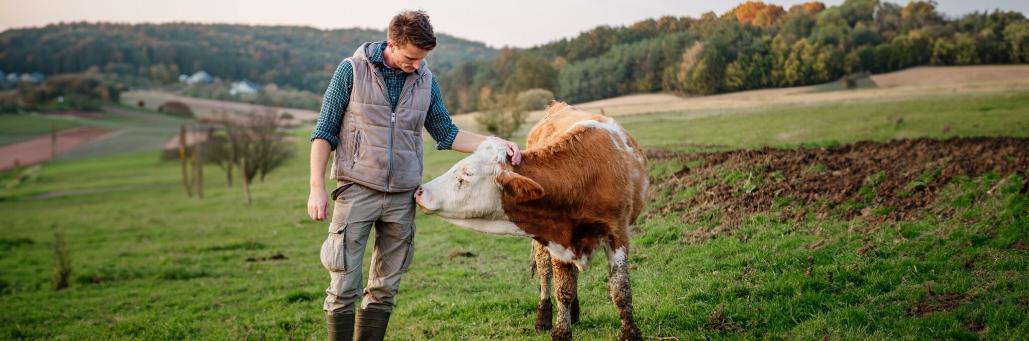 How animals communicate